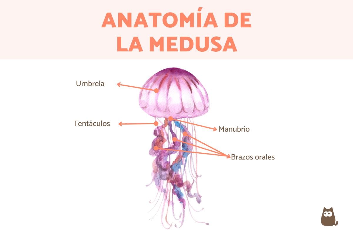 Anatomía de una almeja: descubre sus partes principales y composición